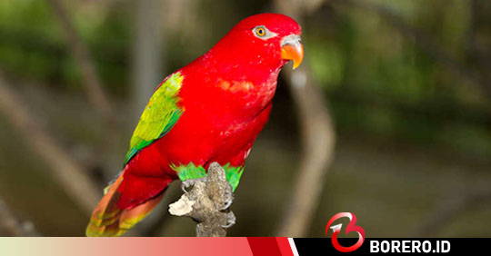 Memupuk Kecintaan pada Alam, Burung Nuri dan Kasturi Ternate di Lepas ...